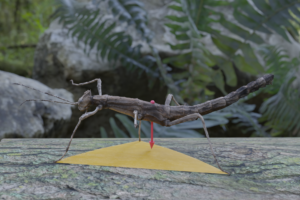 Insect locomotion – Evolutionary Biomechanics Group